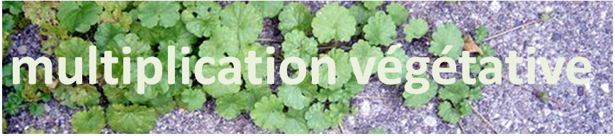 La multiplication des plantes - L'Harmony des jardins