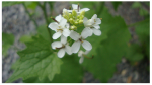 L'alliaire, herbe à l'ail. - L'Harmony des jardins
